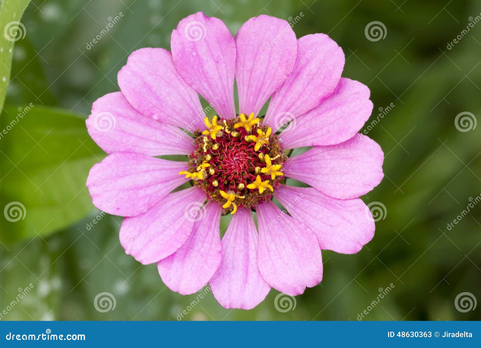 Pink Flower Top view stock image. Image of flora, yellow - 48630363