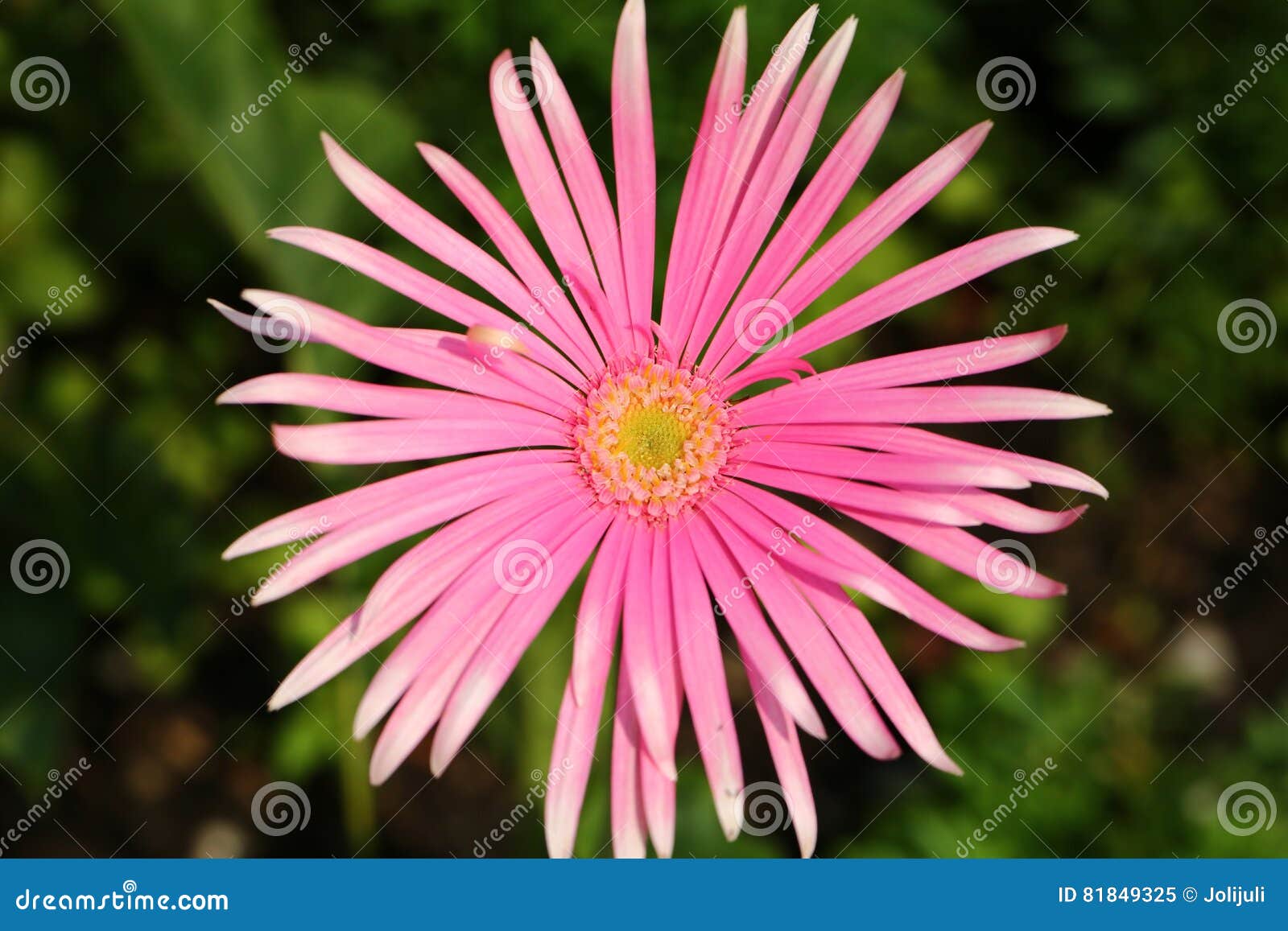 Pink flower stock image. Image of lighting, summertime - 81849325