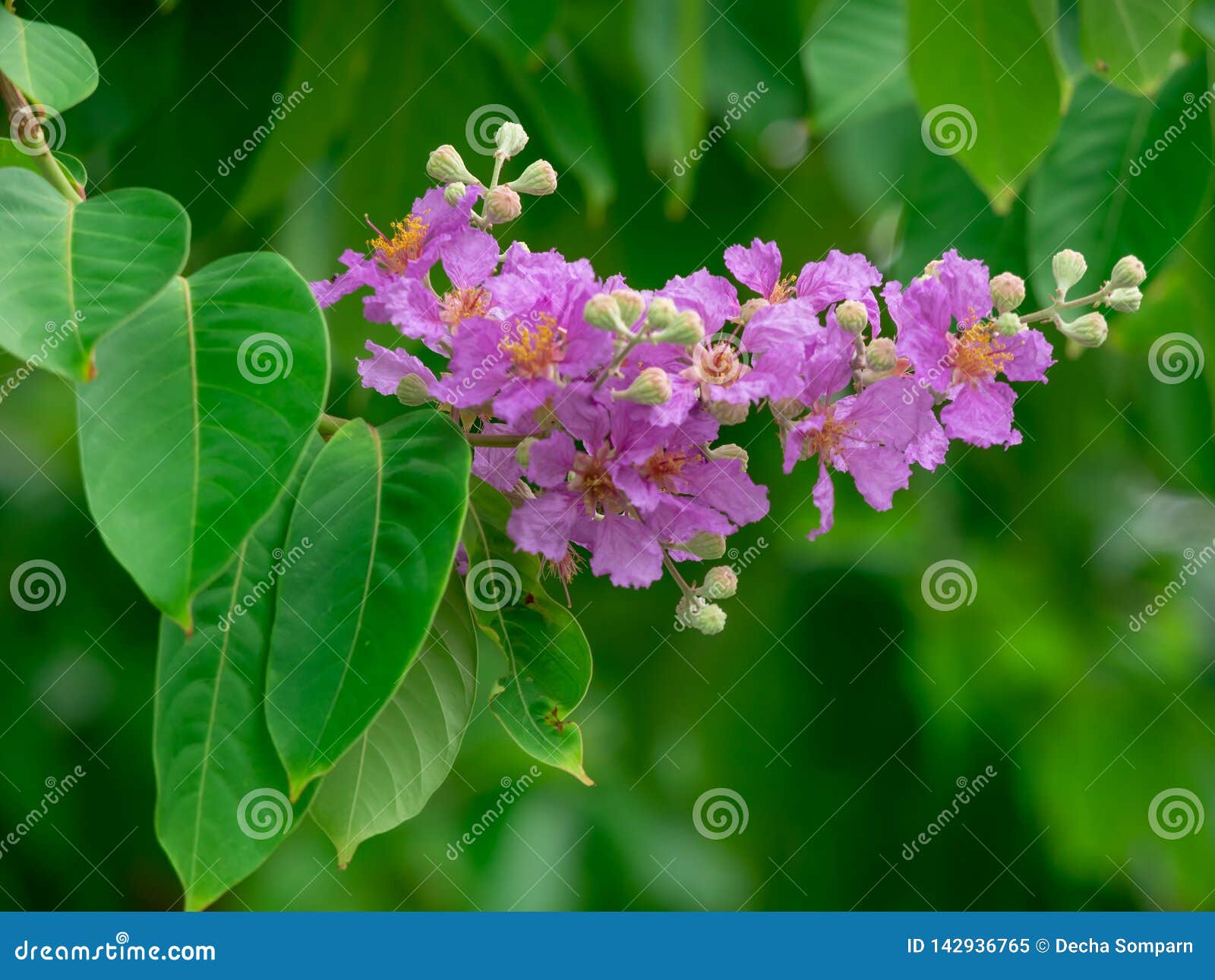 Pink Flower and Tree Branch Stock Image - Image of forest, decoration ...