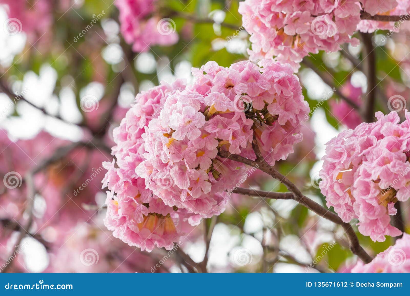 Pink Flower and Tree Branch Blur Nature Background Stock Photo - Image ...