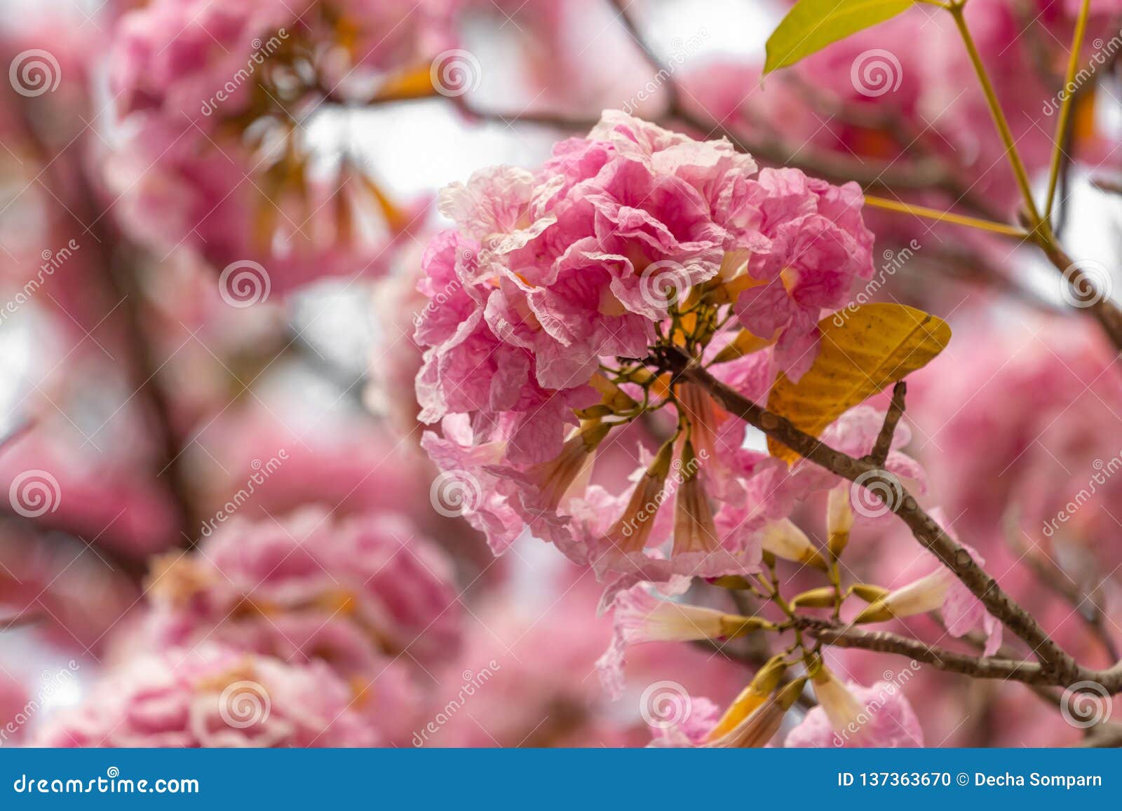 Pink Flower and Tree Branch Blur Nature Background Stock Photo - Image ...