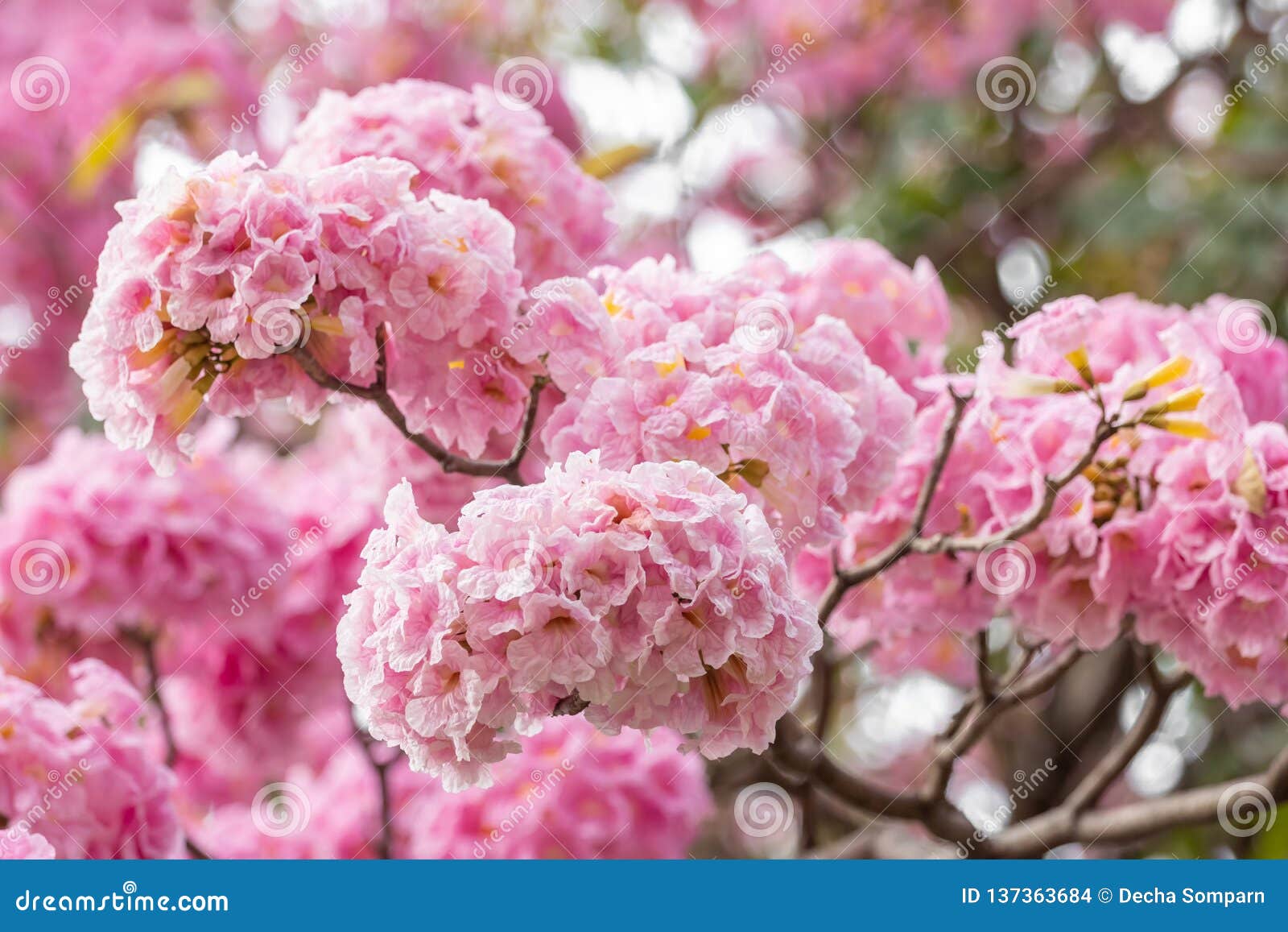 Pink Flower and Tree Branch Blur Nature Background Stock Photo - Image ...