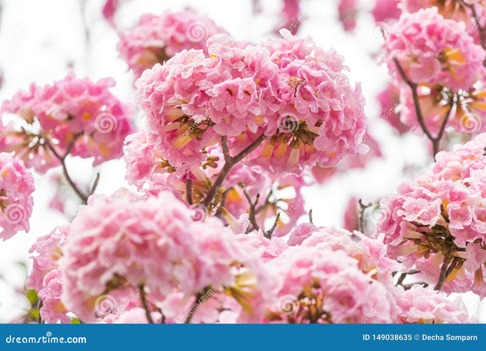 Pink Flower and Tree Branch Blur Nature Background Stock Image - Image ...