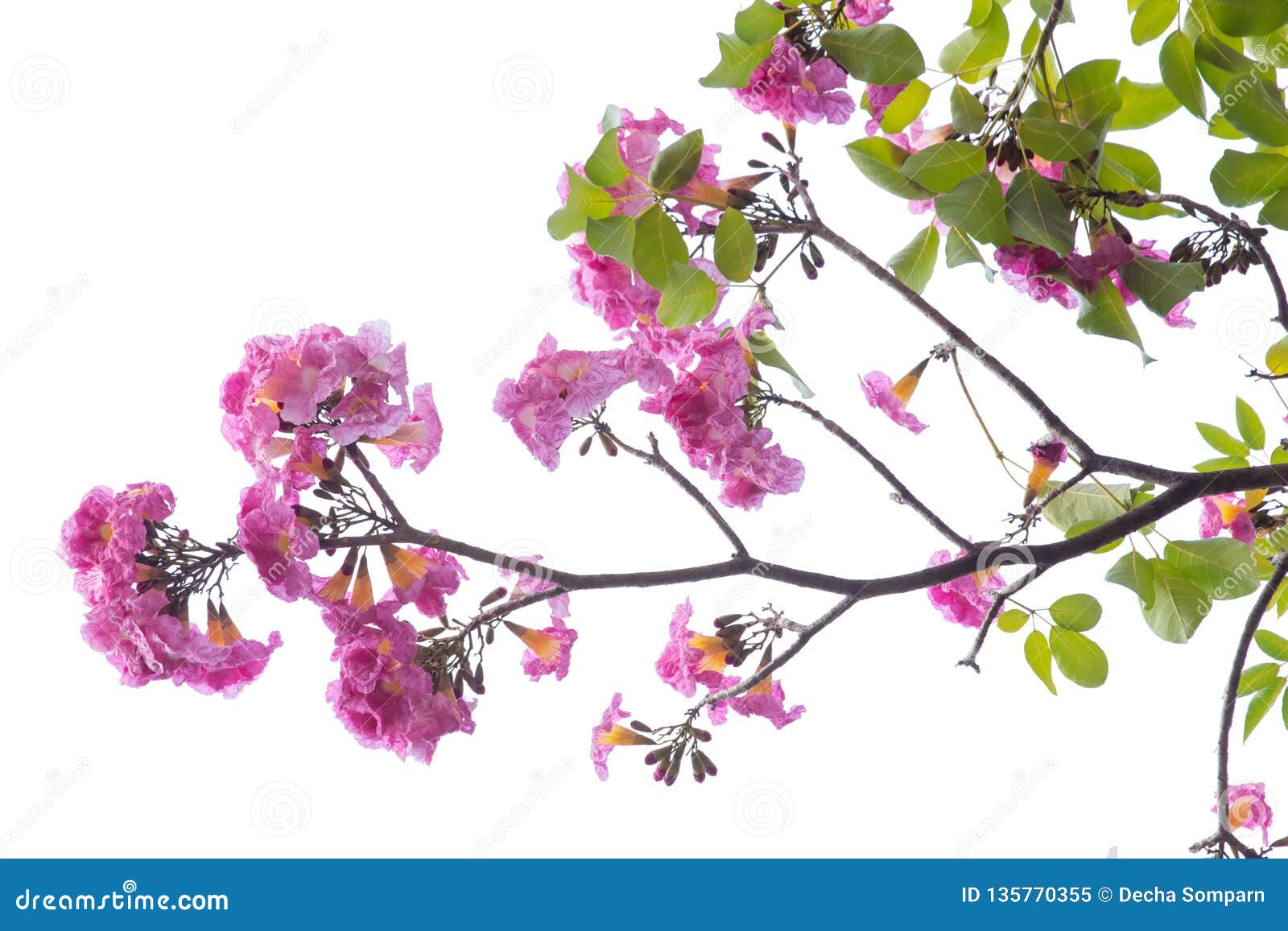 Pink Flower and Tree Branch Isolated on White Background Stock Image ...