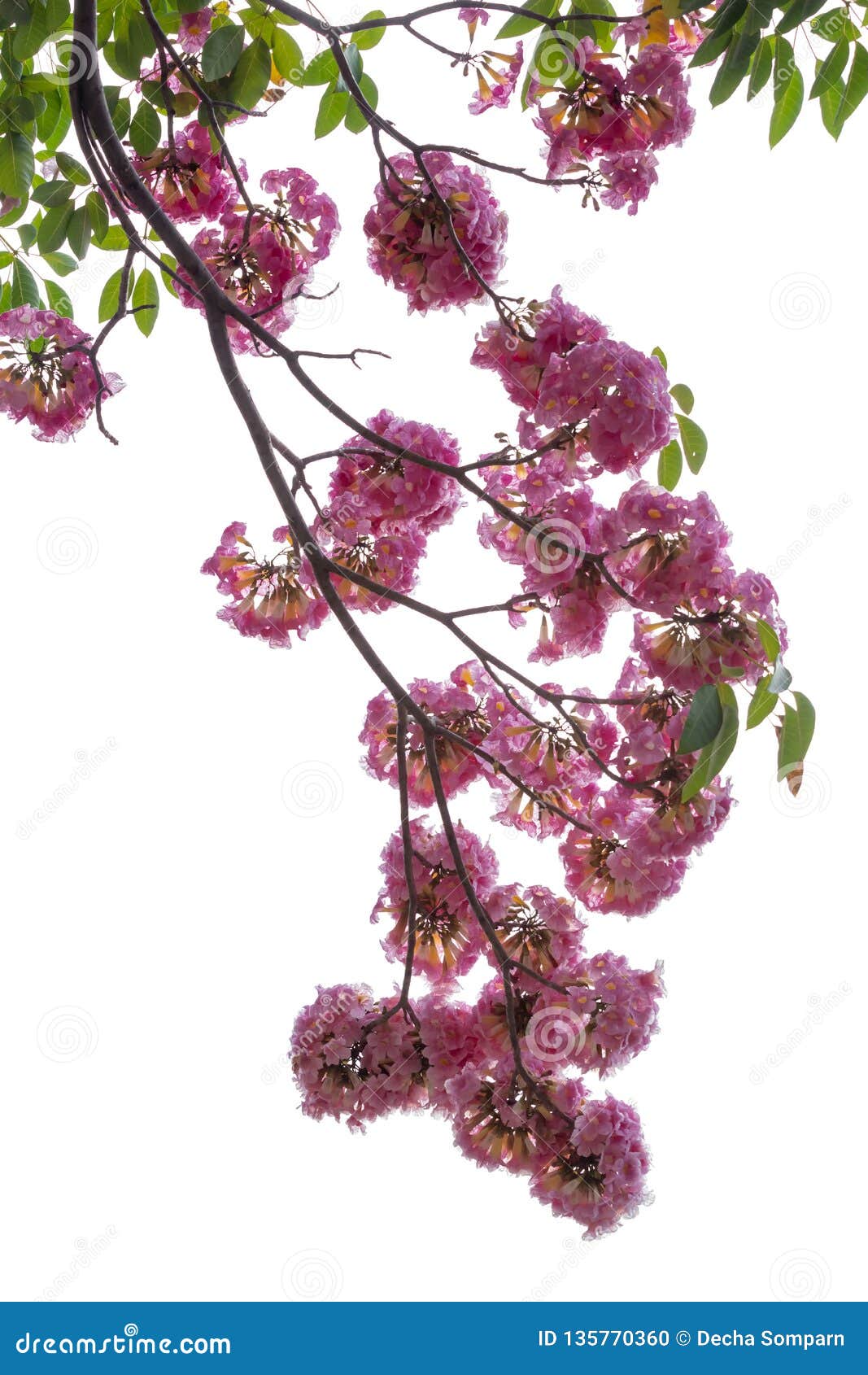 Pink Flower and Tree Branch Isolated on White Background. Stock Photo ...