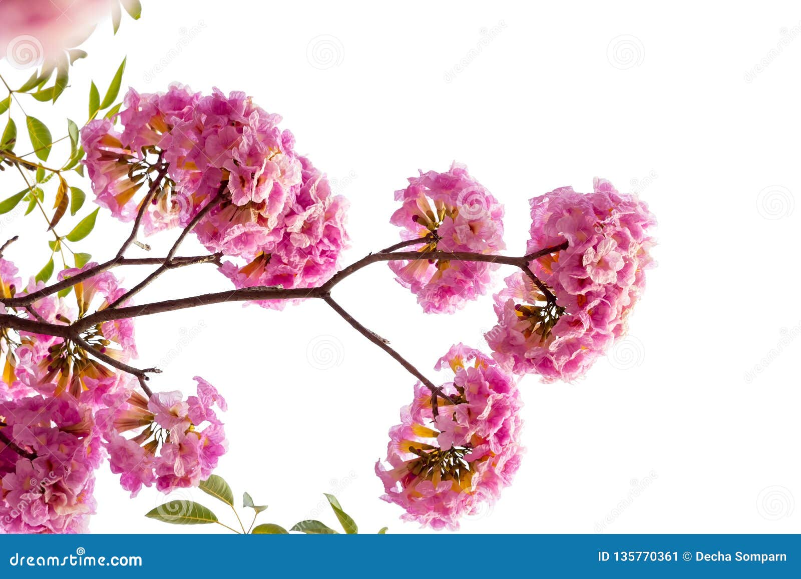 Pink Flower and Tree Branch Isolated on White Background Stock Image ...