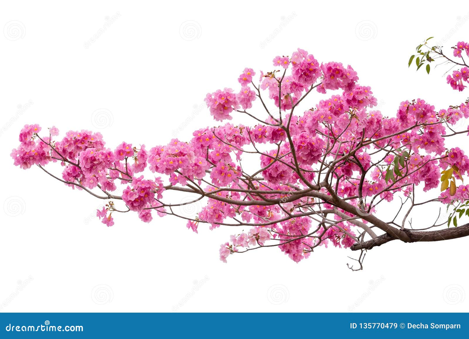 Pink Flower and Tree Branch Isolated on White Background Stock Image ...
