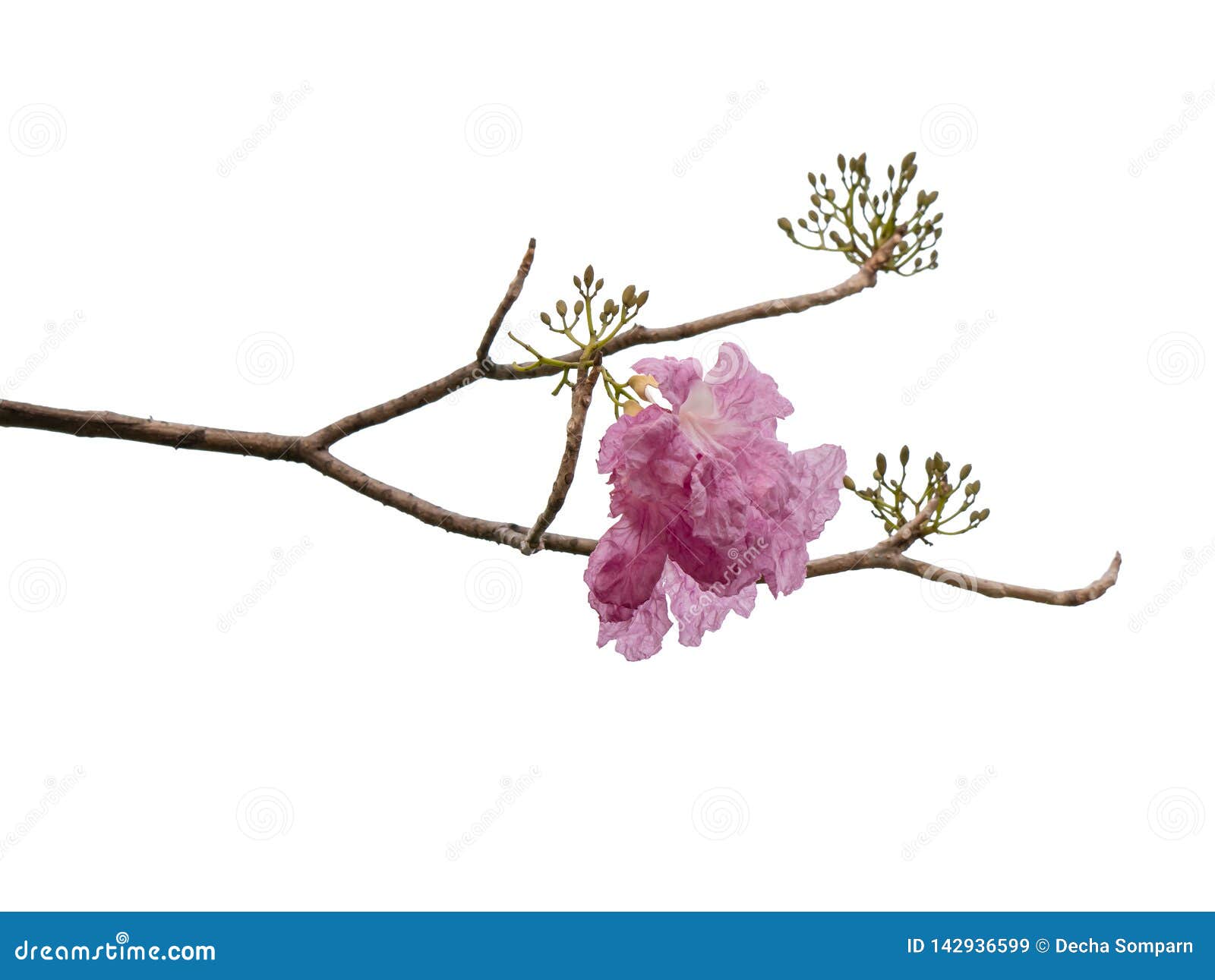 Pink Flower and Tree Branch Isolated on White Background Stock Image ...