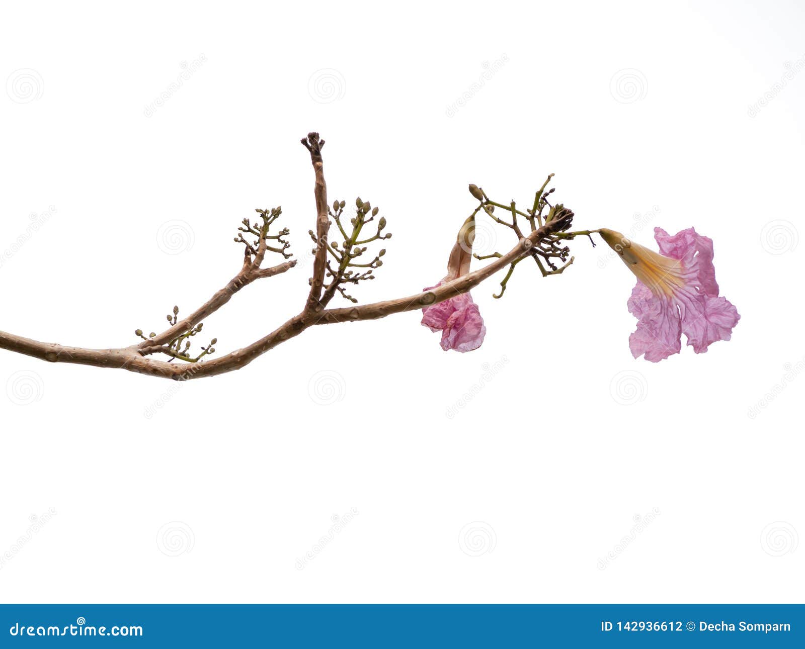 Pink Flower and Tree Branch Isolated on White Background Stock Photo ...