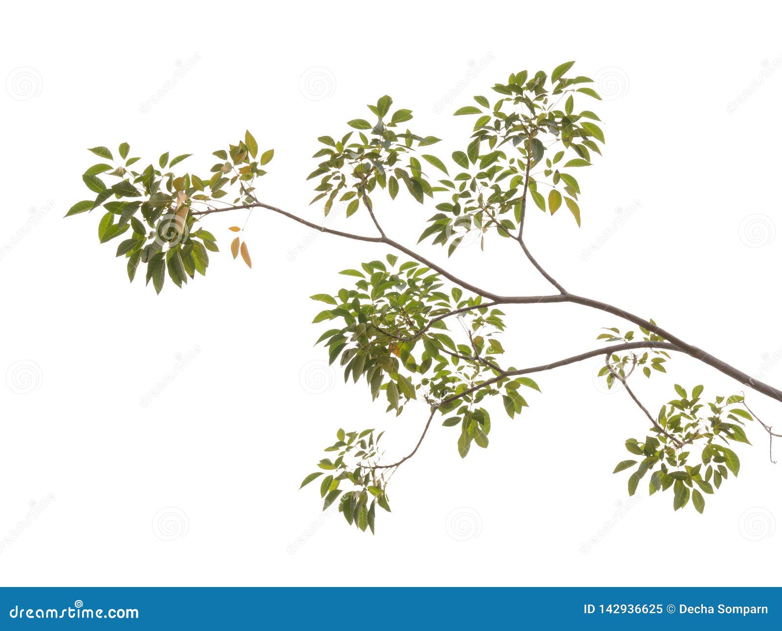 Tree Branch Isolated on White Background Stock Image - Image of ...
