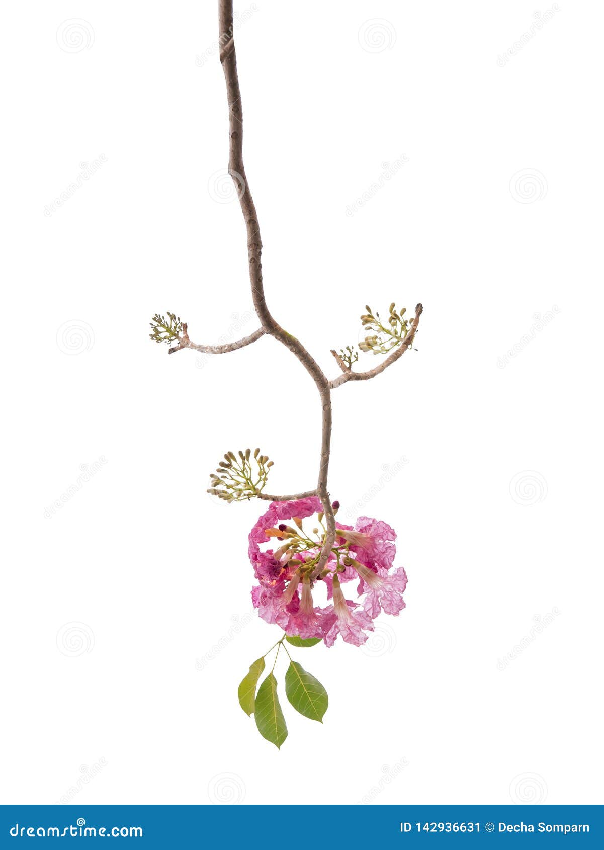 Pink Flower and Tree Branch Isolated on White Background Stock Image ...