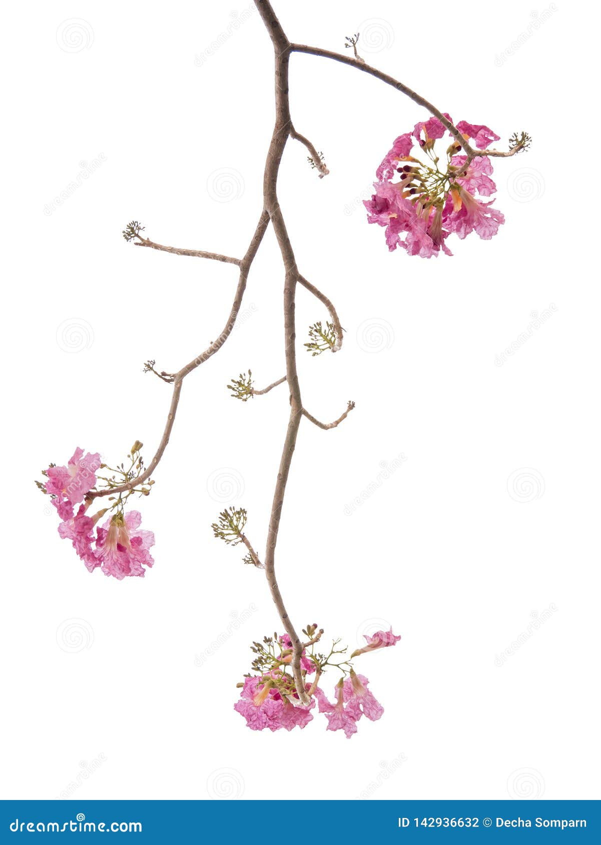 Pink Flower and Tree Branch Isolated on White Background Stock Photo ...