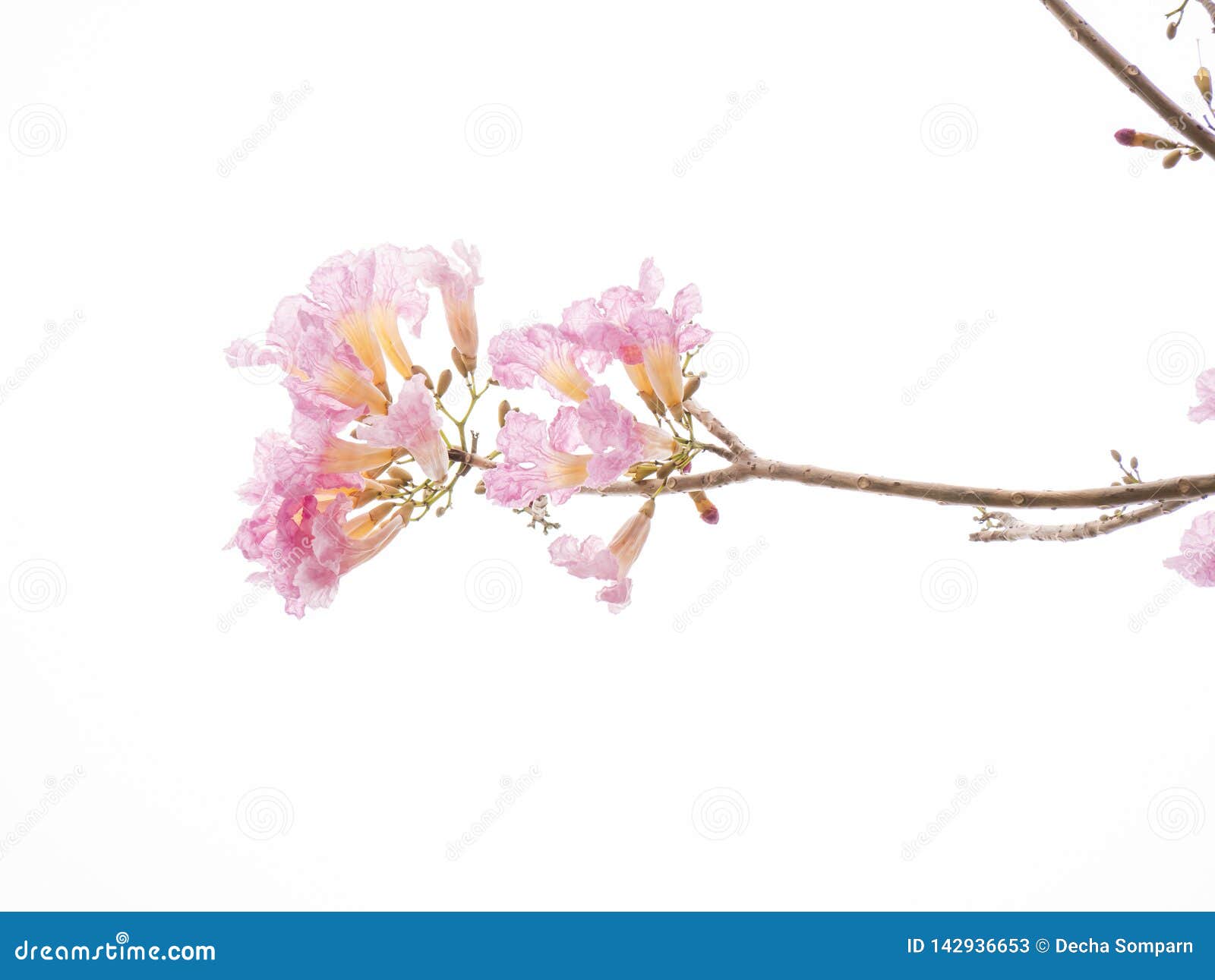 Pink Flower and Tree Branch Isolated on White Background Stock Image ...