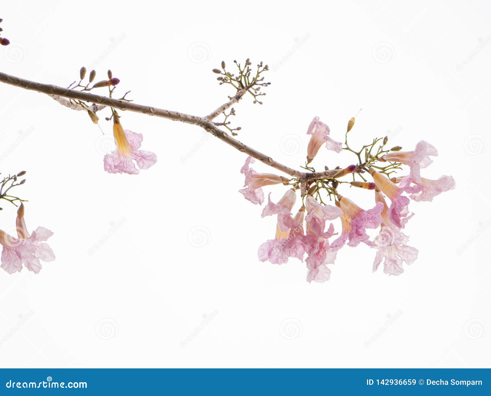 Pink Flower and Tree Branch Isolated on White Background Stock Image ...