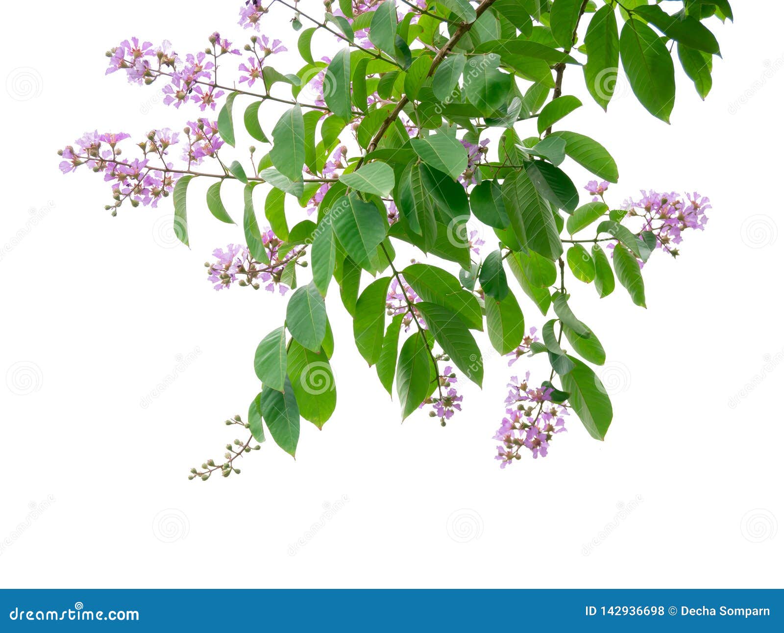 Pink Flower and Tree Branch Isolated on White Background Stock Photo ...
