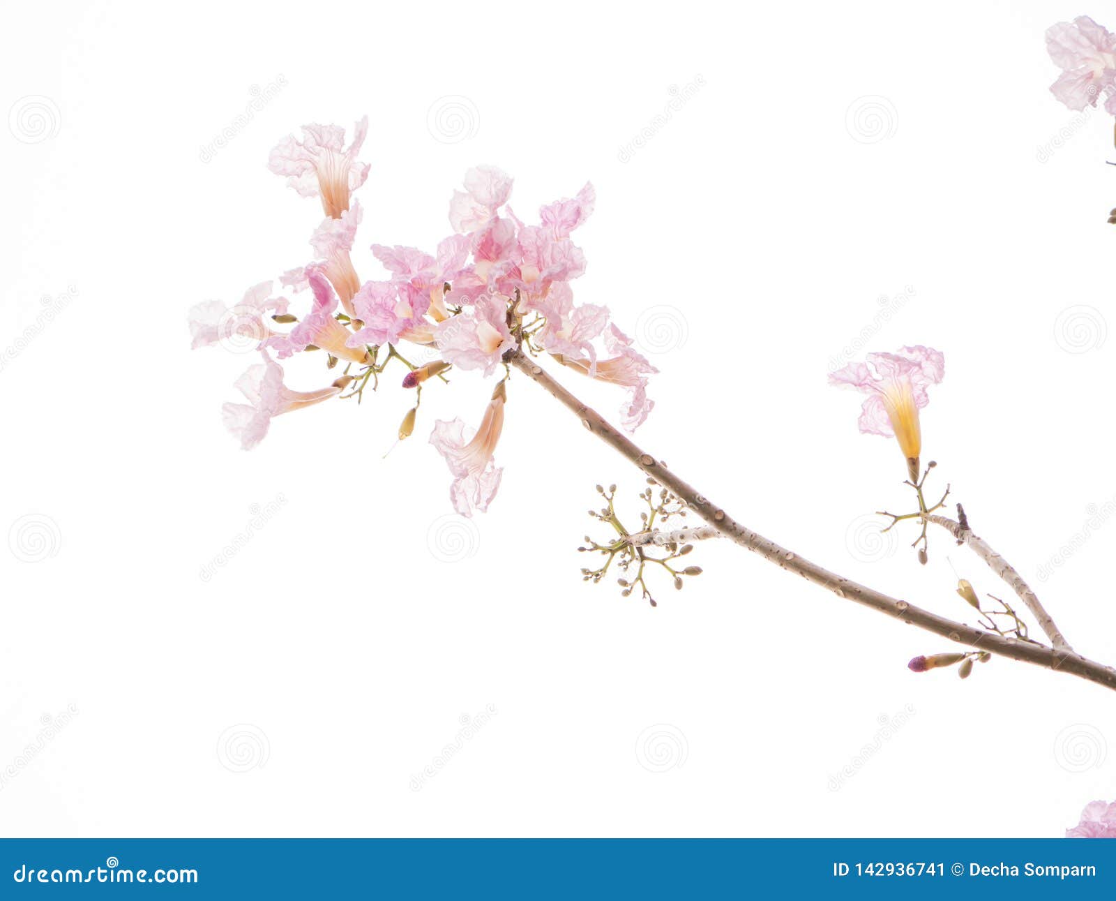 Pink Flower and Tree Branch Isolated on White Background Stock Image ...