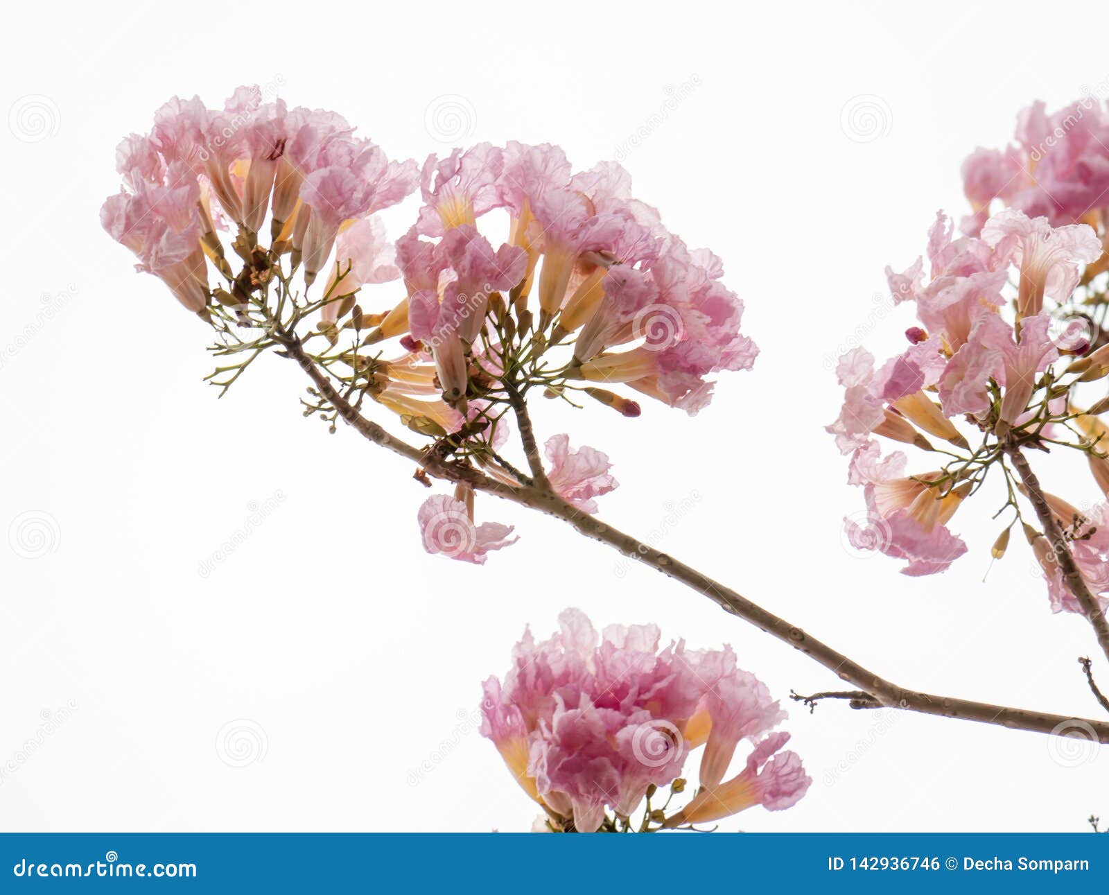 Pink Flower and Tree Branch Isolated on White Background Stock Photo ...