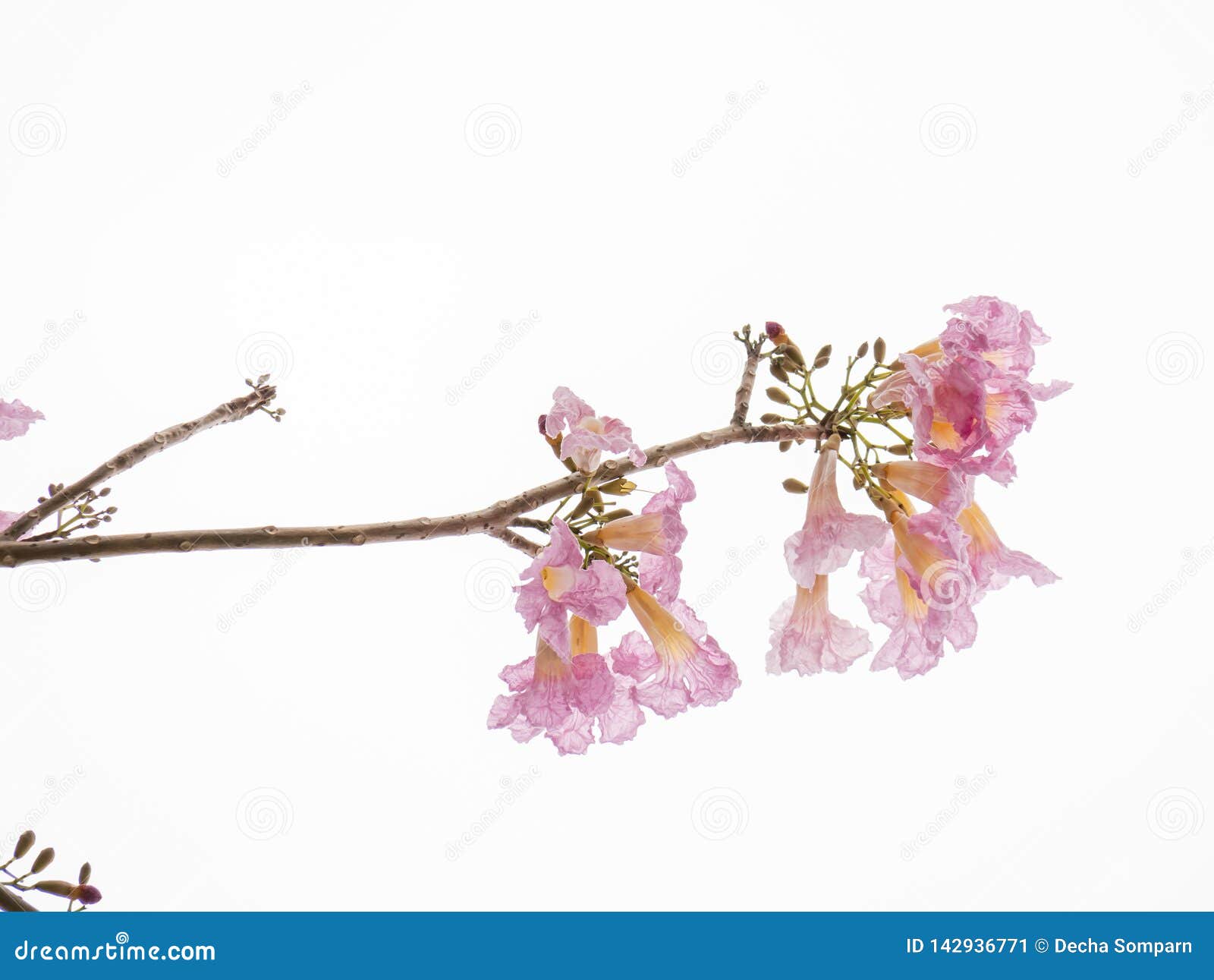 Pink Flower and Tree Branch Isolated on White Background Stock Image ...