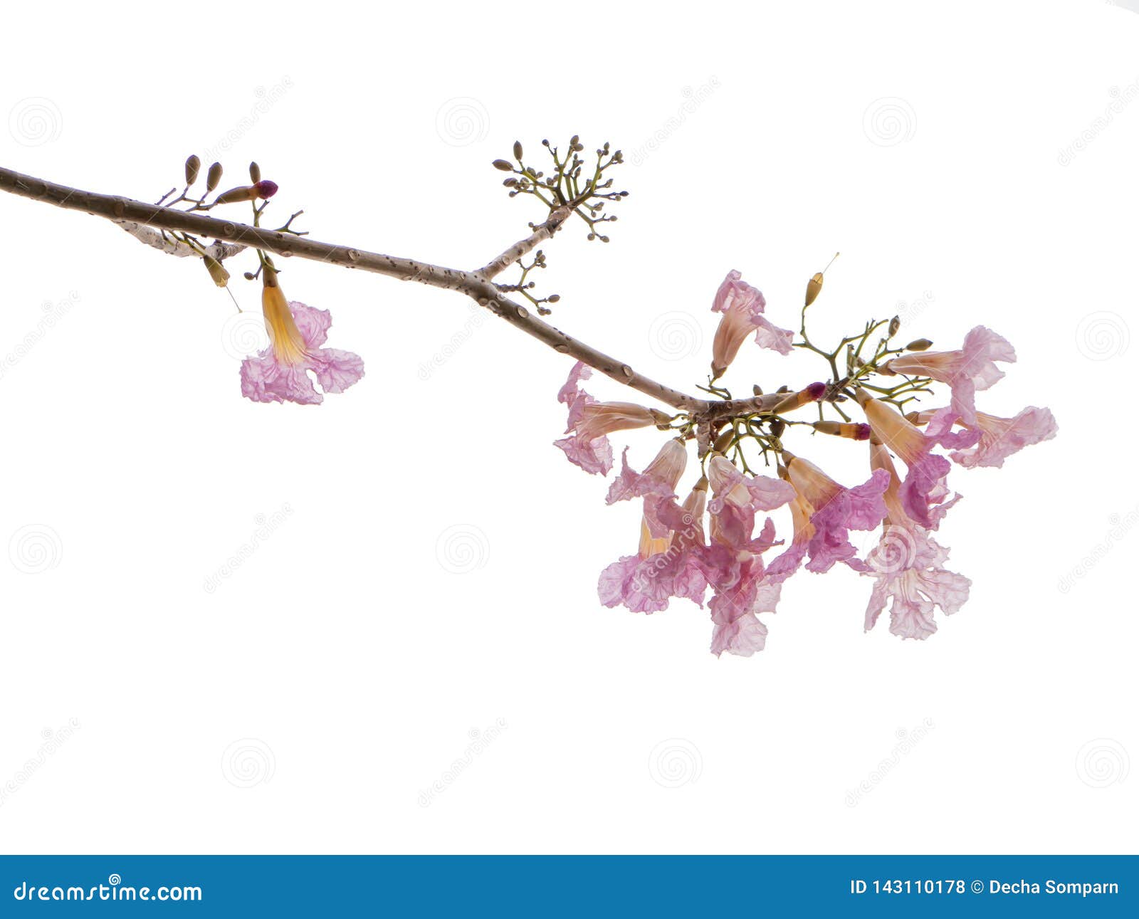 Pink Flower and Tree Branch Isolated on White Background Stock Photo ...