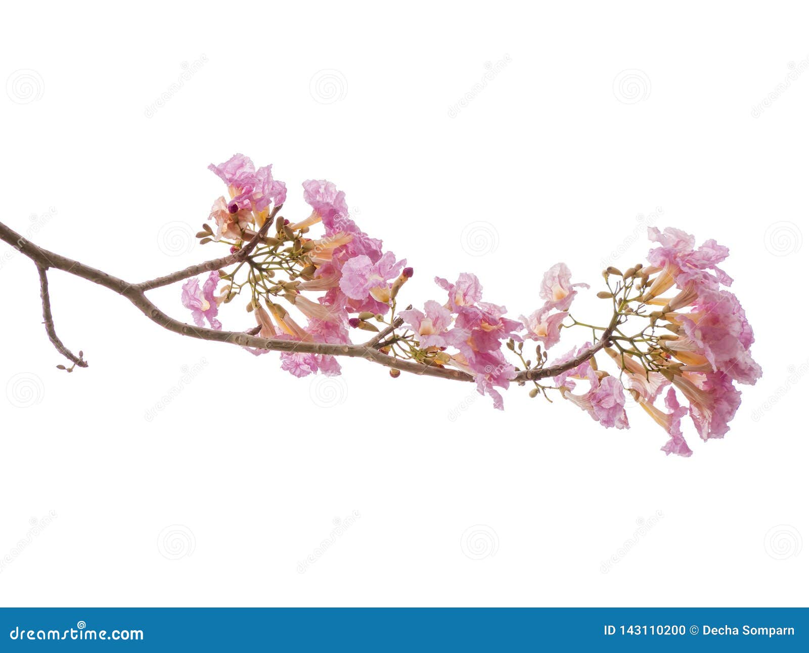 Pink Flower and Tree Branch Isolated on White Background Stock Photo ...