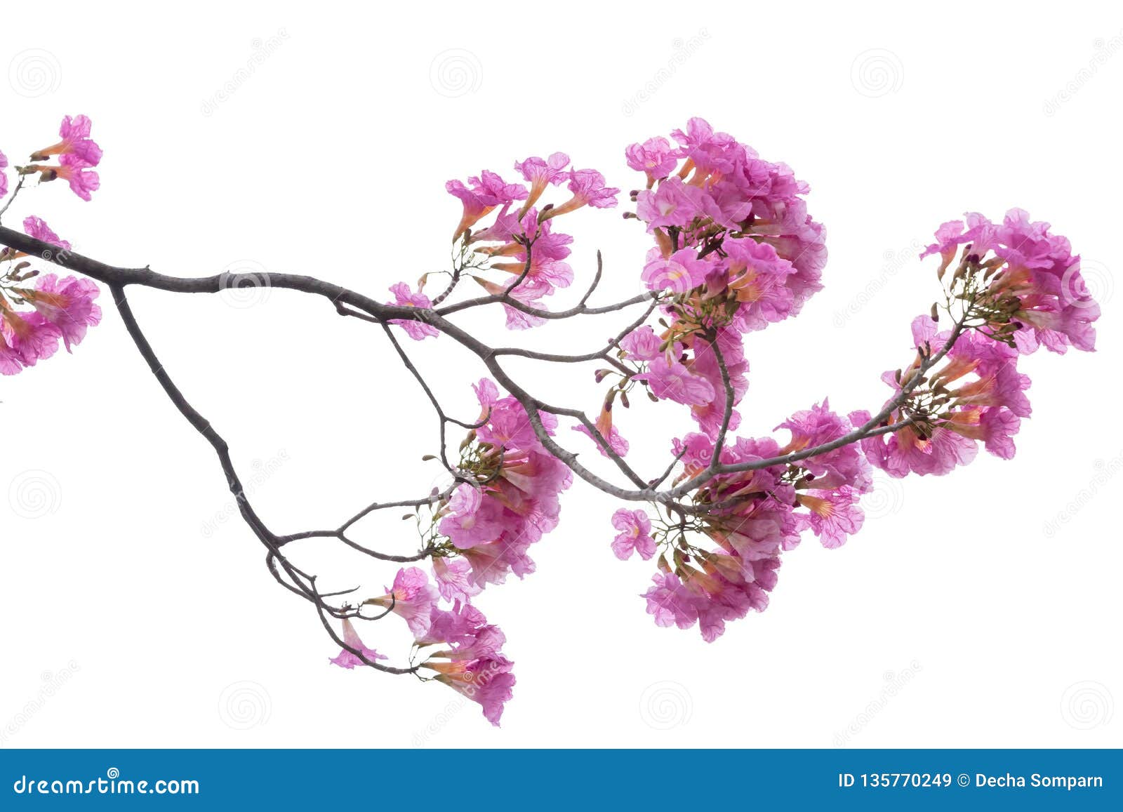 Pink Flower and Tree Branch Isolated on White Background Stock Image ... Pink Flower and Tree Branch Isolated on White Background Stock Image ...