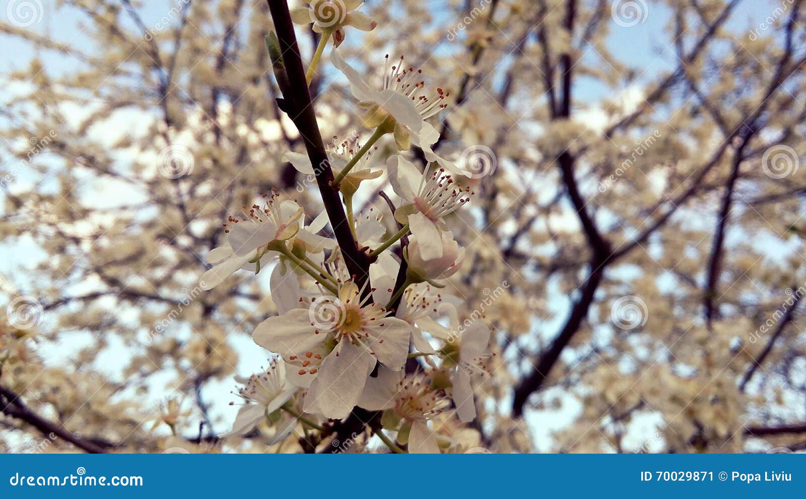 Pink Flower Tree Spring Nature Stock Image - Image of flowers, tree ...
