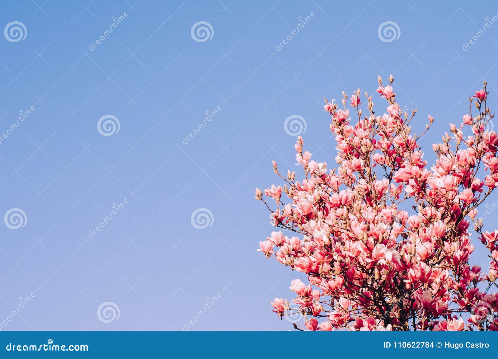 Pink Flower Tree Under Blue Sky Stock Photo - Image of nature, softness ...
