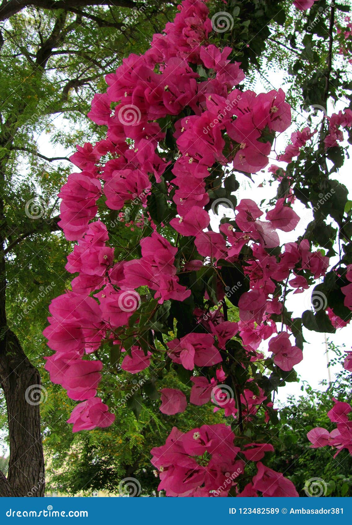 Pink Flower Trees in Nicosia, Cyprus Stock Image - Image of outdoor ...