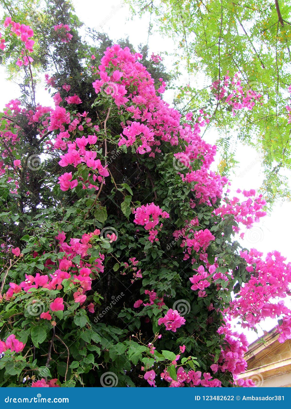 Pink Flower Trees in Nicosia, Cyprus Stock Photo - Image of environment ...