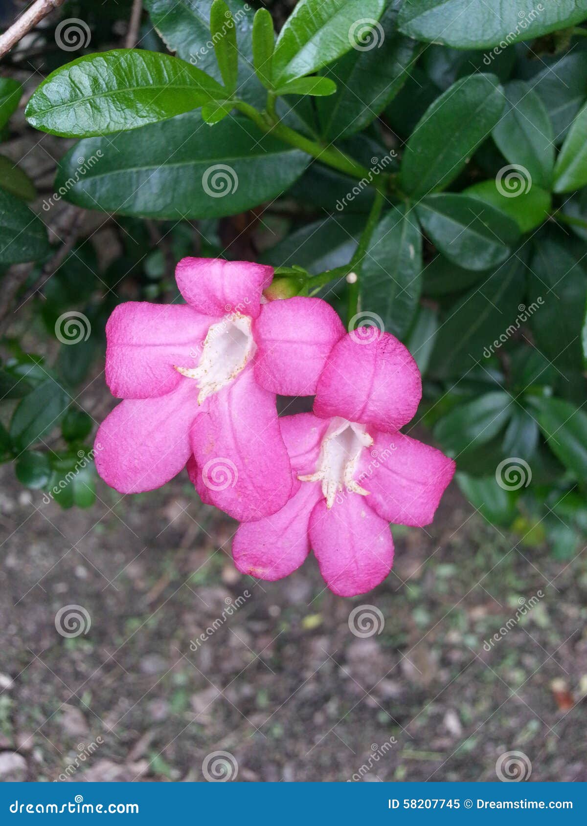 Ravenia Spectabilis Variegated Is An Ornamental Shrub Produces Bright ...