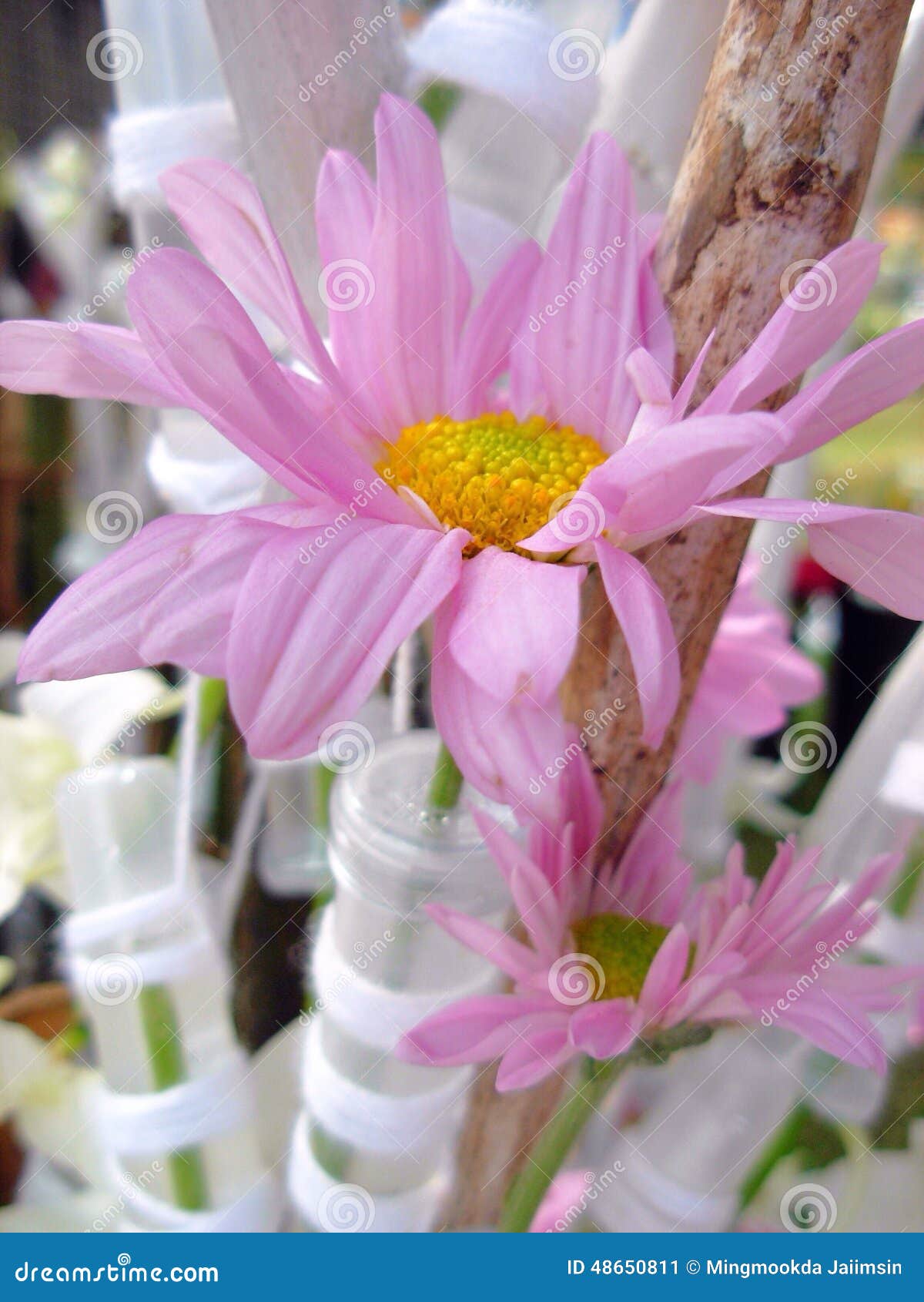 Pink flower stock image. Image of flower, tube, flowers - 48650811