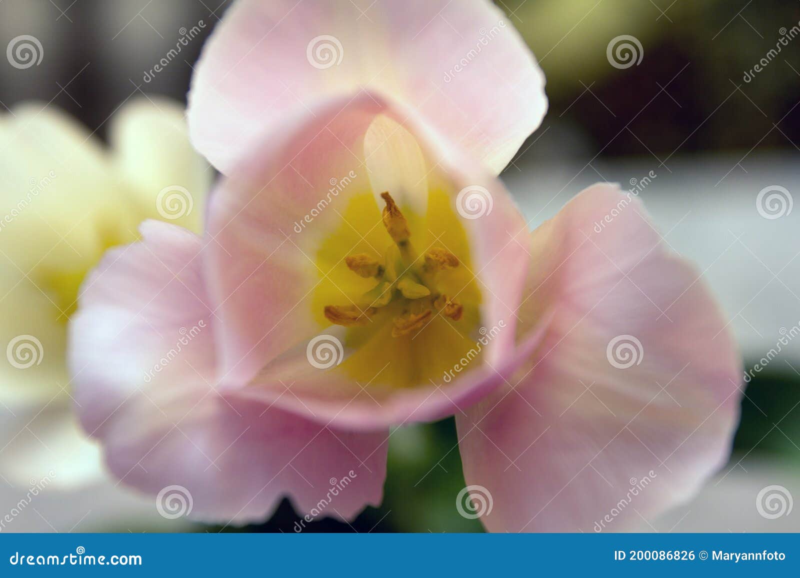 Pink Flower and Tulip Structure Close-up Stock Photo - Image of inside ...