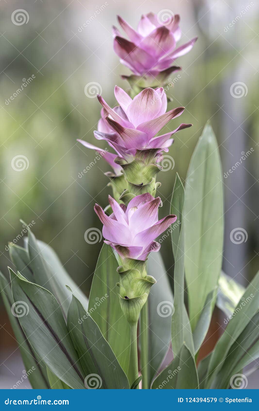 Flower of the Turmeric Plant Stock Image - Image of healthy, closeup ...