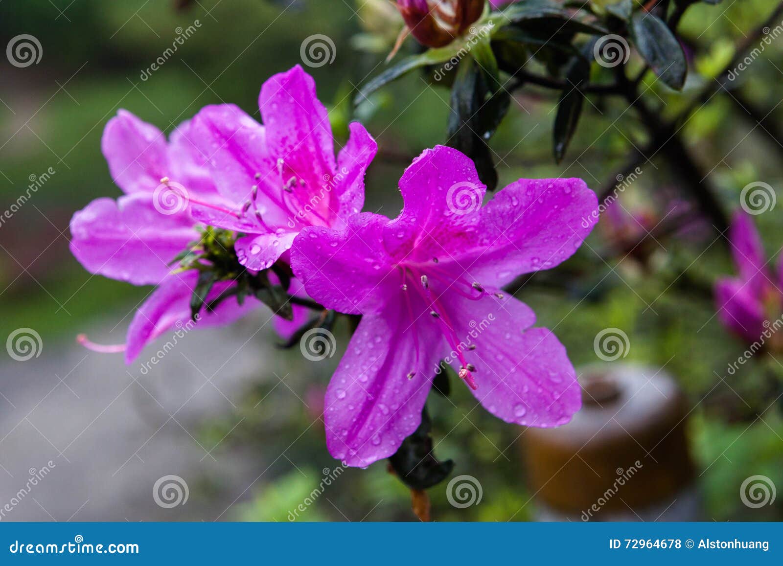Pink flower stock photo. Image of drop, flowers, plant - 72964678