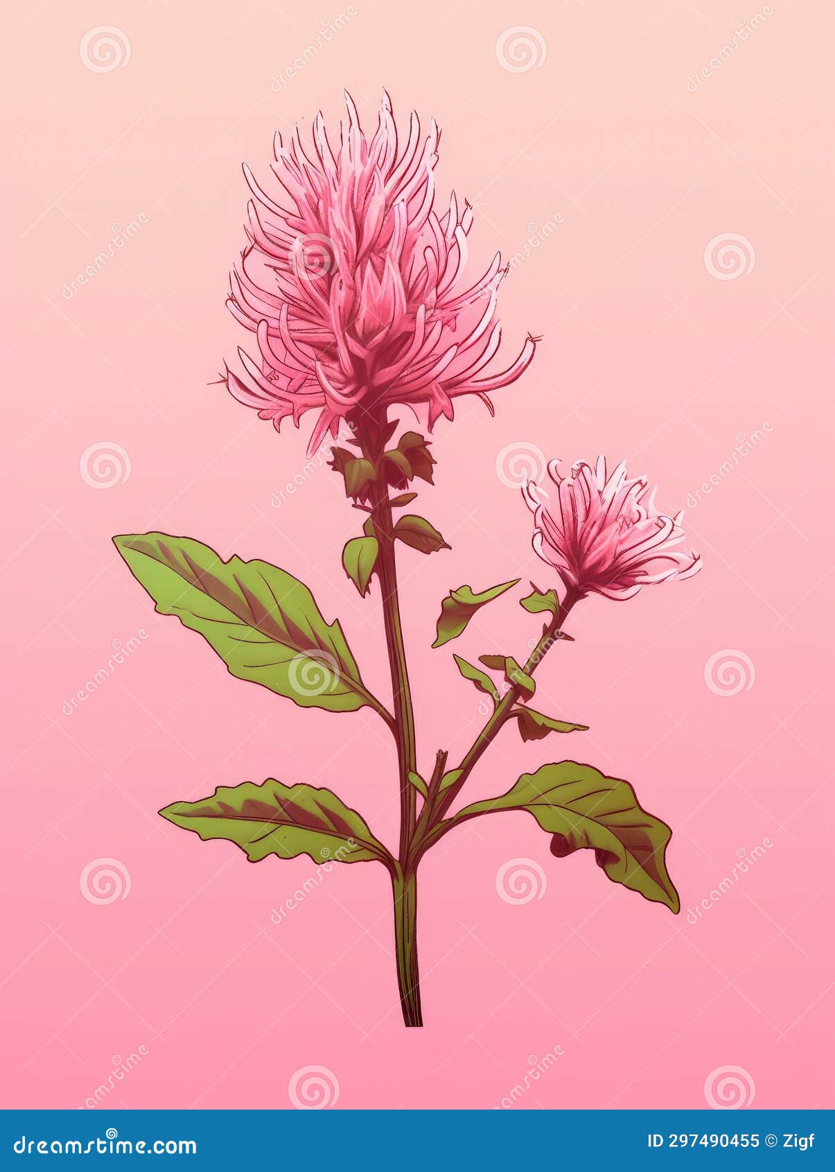 Pink Flower with Two Leaves, One on Left and Another on Right. they are ...