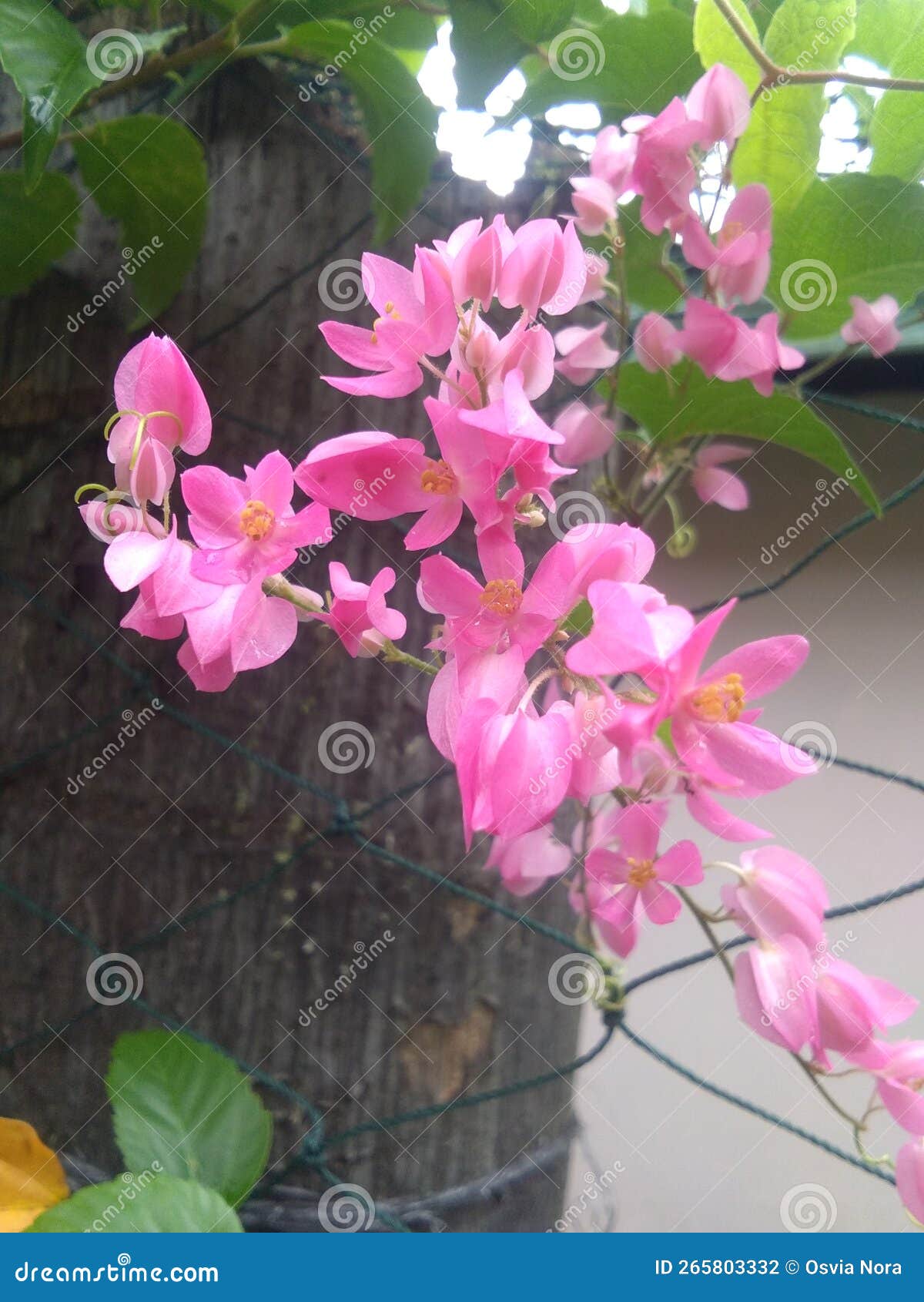 This Pink Flower is a Type of Vine Flower, and Has Dense Flowers Stock ...