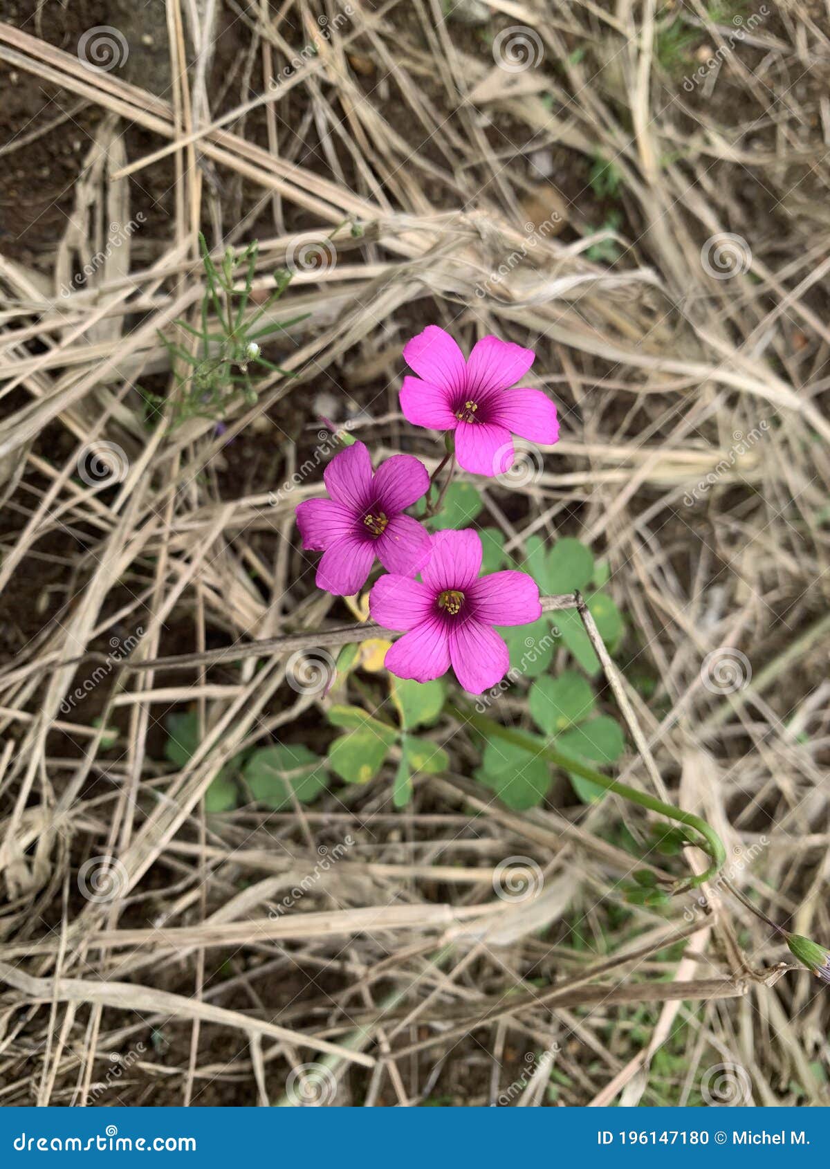 Pink Flower Upper View Natural Pattern Background Stock Photo - Image ...