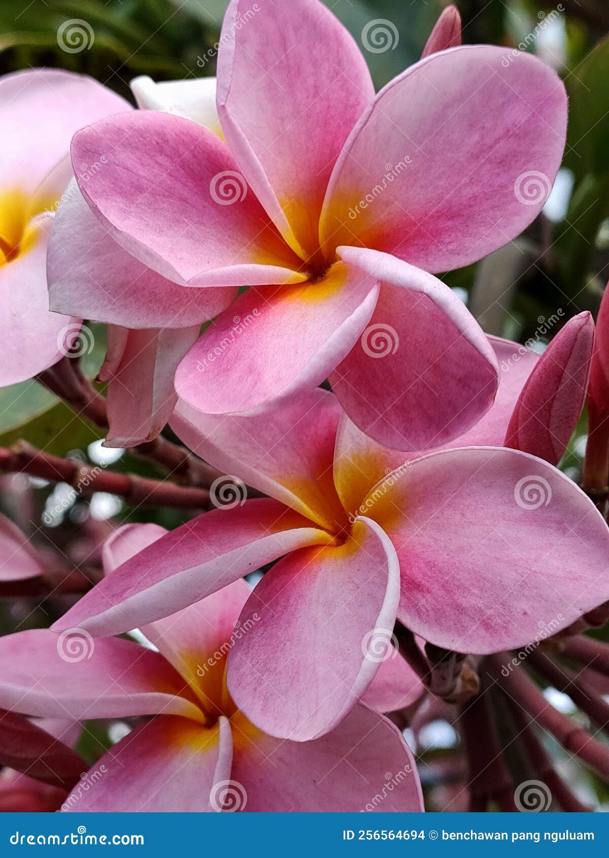 Pink Flower is Very Beautiful Stock Photo - Image of wildflower ...