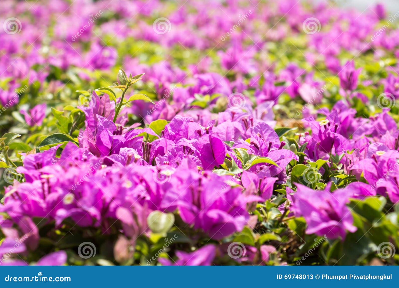 Pink Flower View Background Stock Image - Image of flower280, insect ...