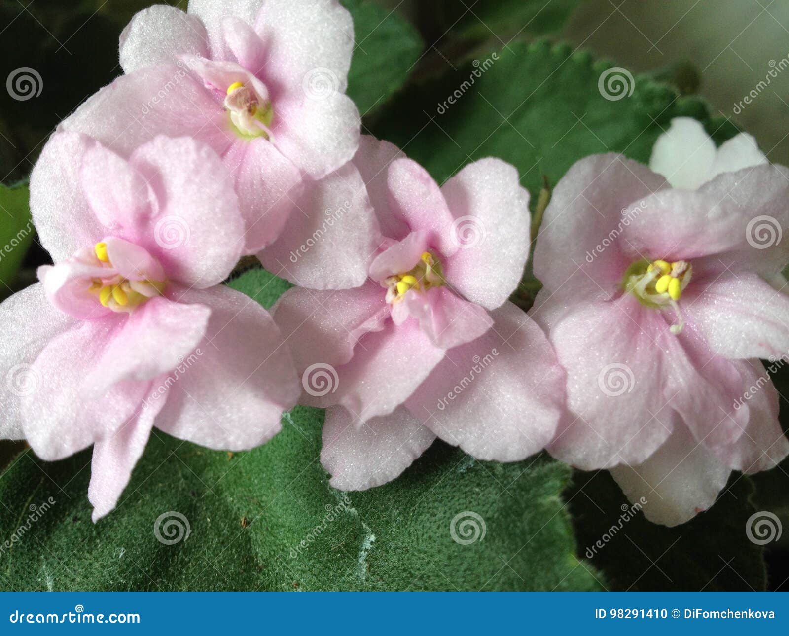 Pink flower Viola stock photo. Image of color, flower - 98291410