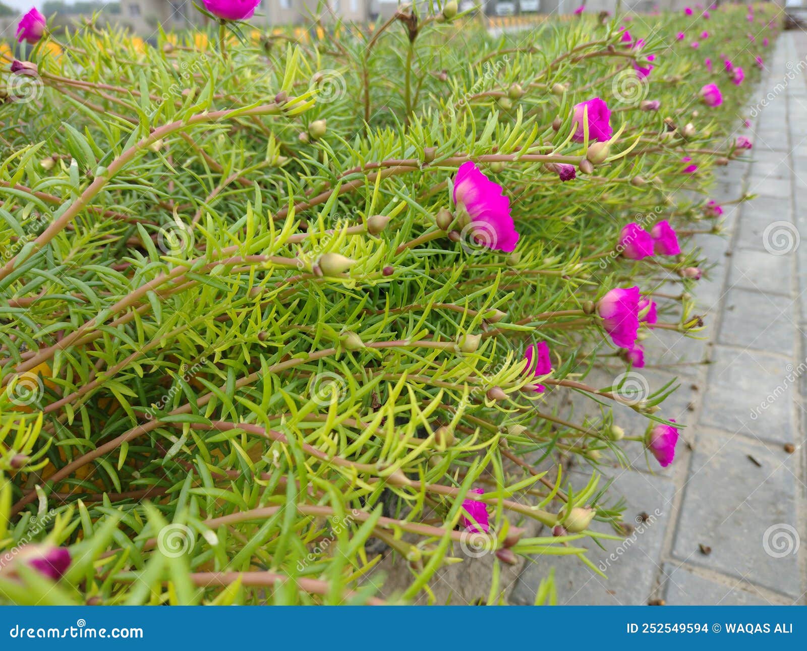 Pink flower walk nature stock photo. Image of garden - 252549594
