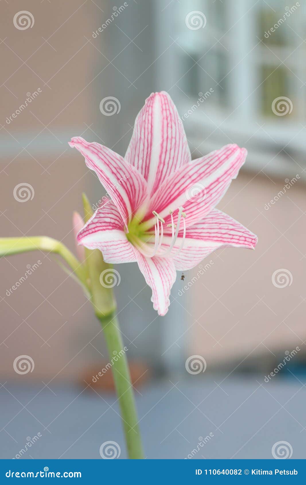 Pink Star Lily Flower or Wan See Tit Stock Photo - Image of fresh ...