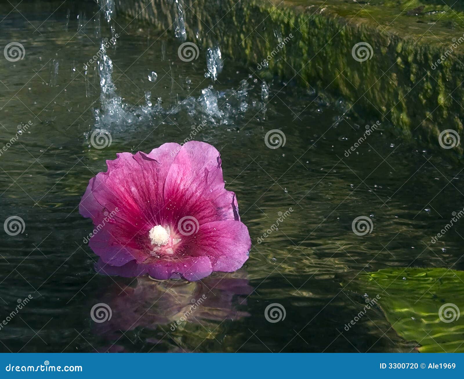 Pink Flower in Water stock photo. Image of petal, mirror - 3300720
