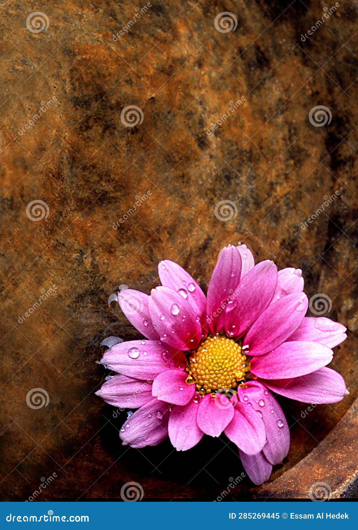 Pink Flower with Water Dots Stock Image - Image of lilac, yellow: 285269445
