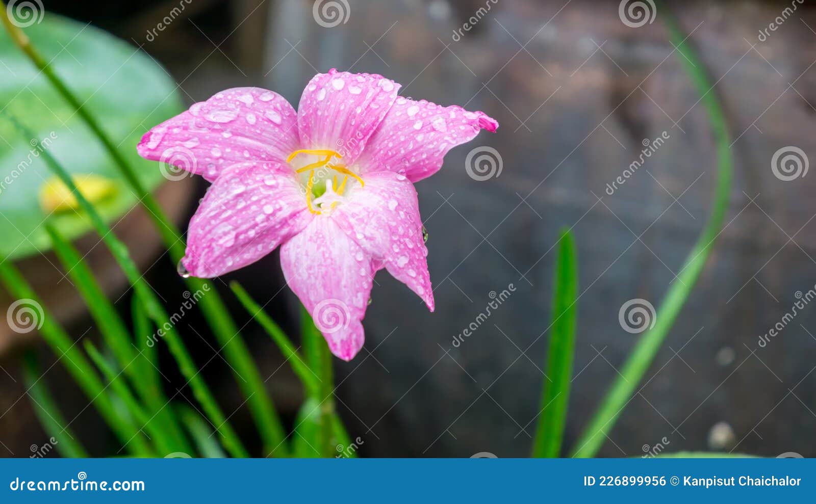 Pink Flower with Water Drop for Background. Water Drop on Pink Flower ...