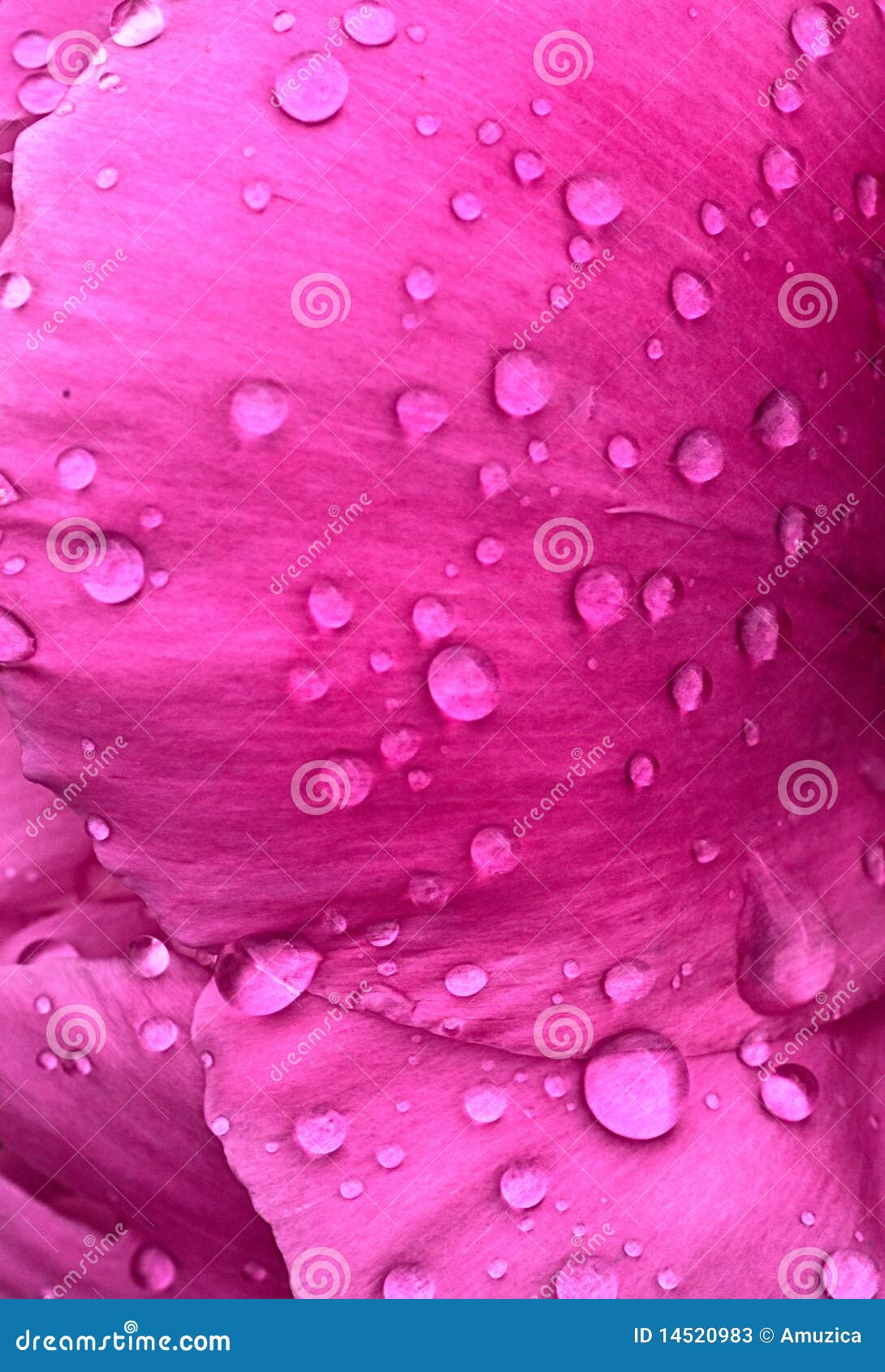 Pink Flower with Water Drops Stock Image - Image of blossom, bouquet ...