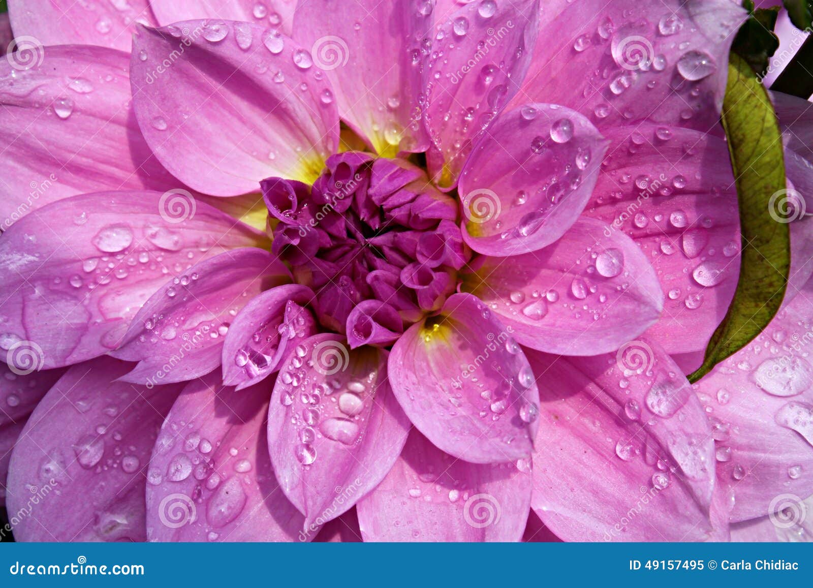 Pink flower stock image. Image of water, beautiful, drops - 49157495