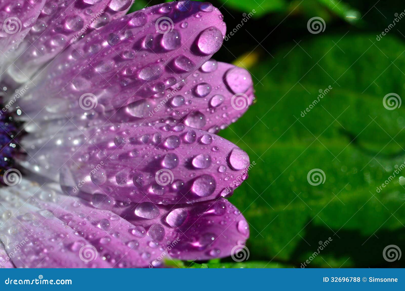 Pink Flower with Water Drops Stock Photo - Image of delicate, macro ...
