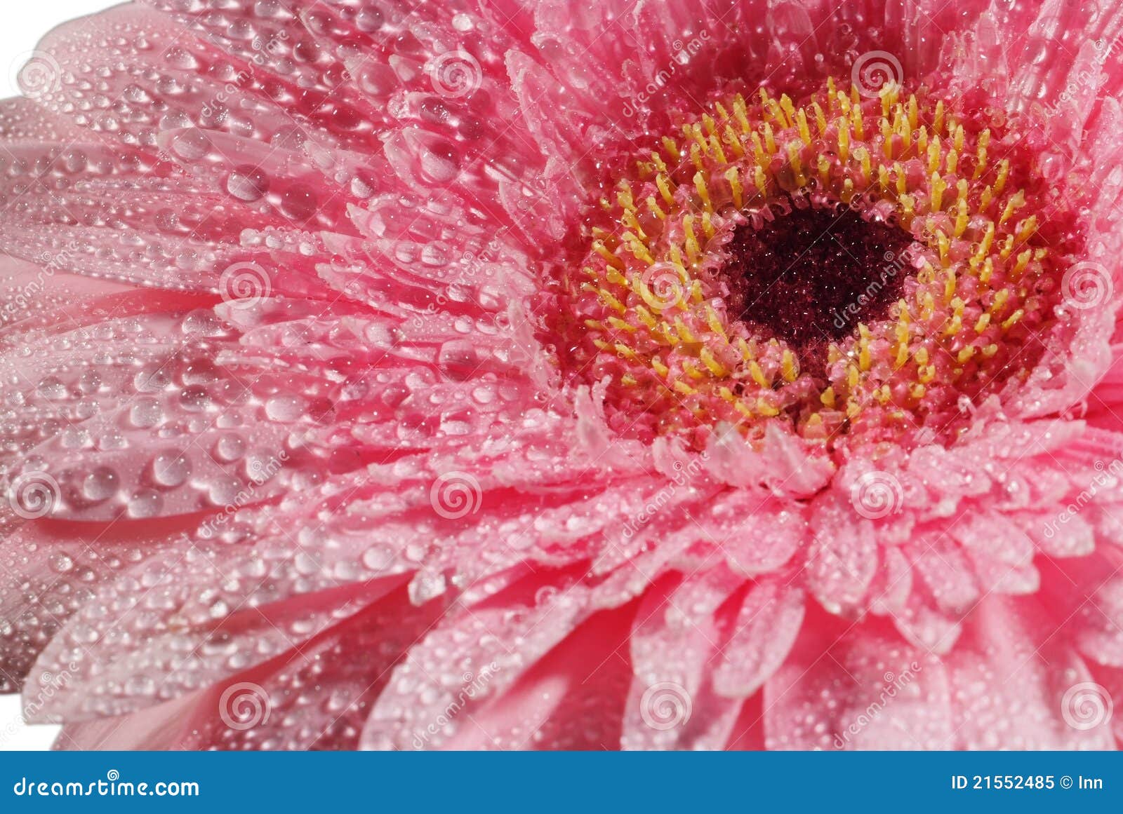 Pink Flower with Water Drops Closeup Stock Image - Image of detailed ...