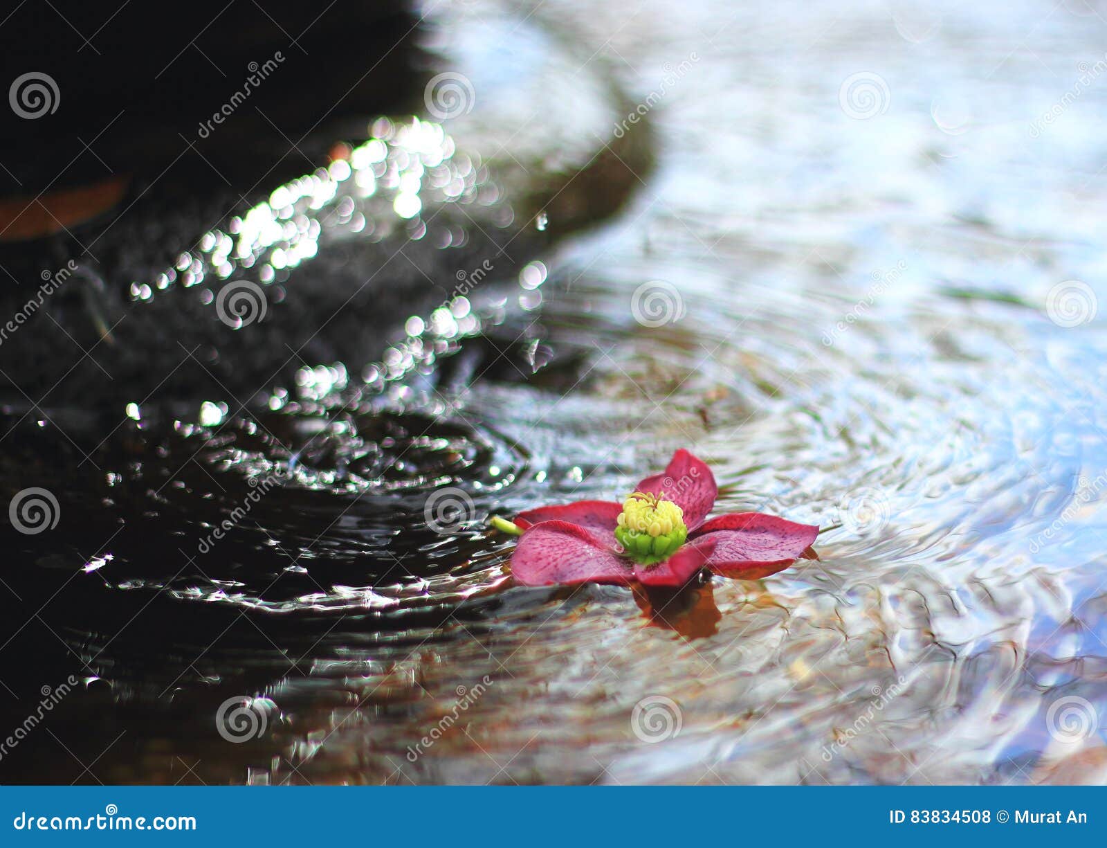 Pink Flower and Water Splash in Fountain. Stock Photo - Image of ...
